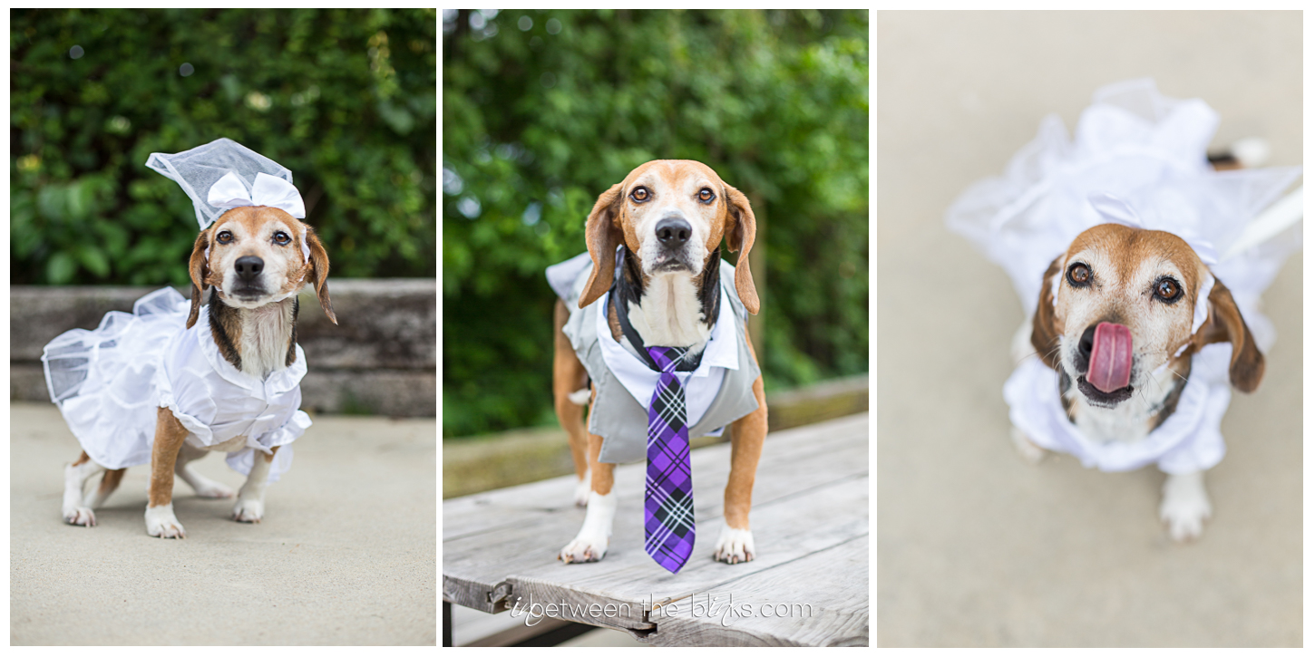 Beagle wedding | Beachweddingtips.com