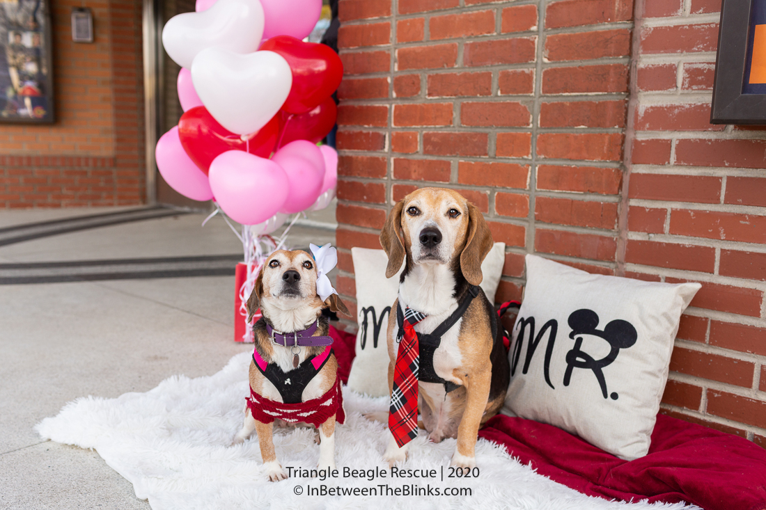 Dying Rescue Beagle and His Wife Celebrate Valentine's Day - Tara Lynn ...